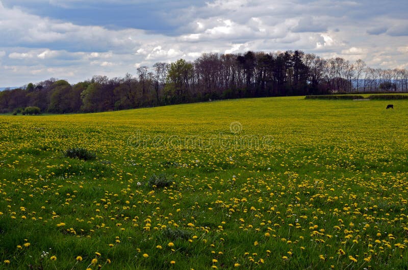English Field Covered with Dandelions. Stock Image - Image of ...
