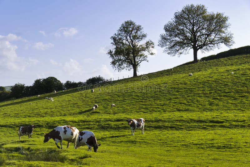 English field in Spring stock photo. Image of meadow - 14643698