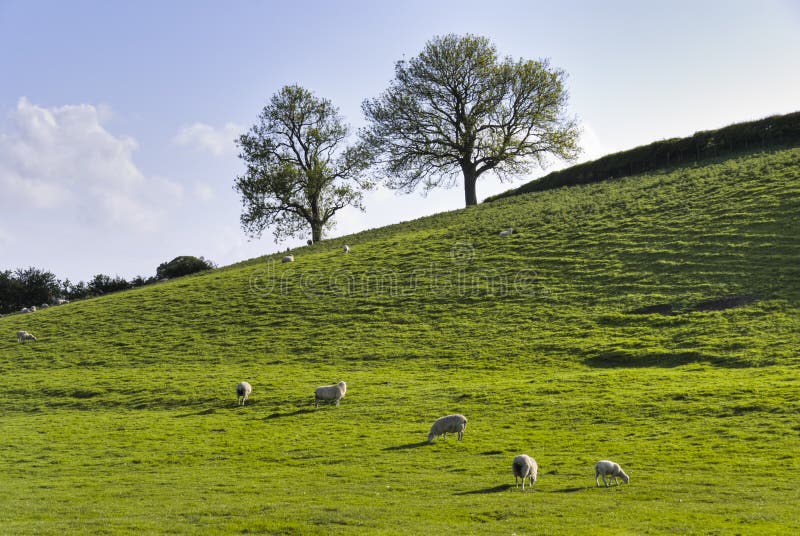 English Field In Spring stock image. Image of cumbria - 19728801