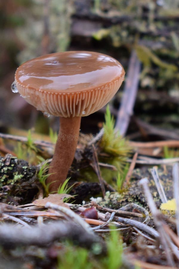 English forest mushroom stock image. Image of fungus - 101127643