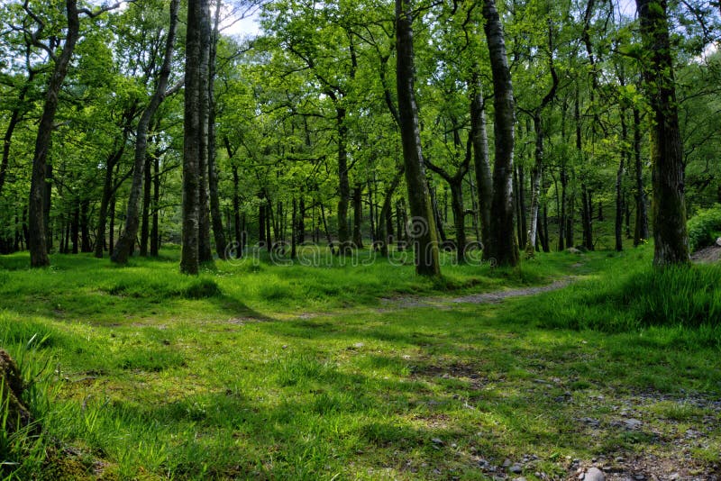 English Forest in Spring stock photo. Image of england - 149937676