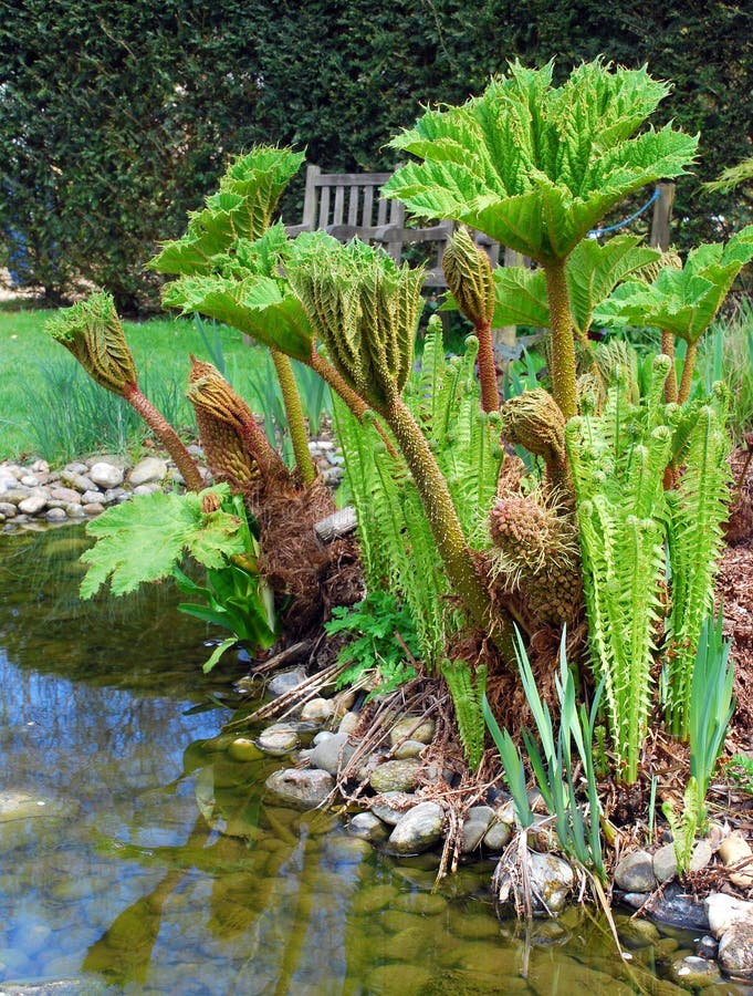 English Garden - Gunnera stock photo. Image of horticulture - 19857838