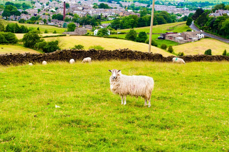 English Grazing Sheep in Countryside Stock Photo - Image of agriculture ...