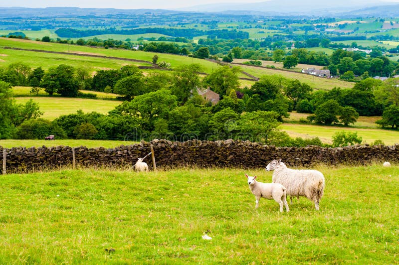English Grazing Sheep in Countryside Stock Image - Image of scenery ...