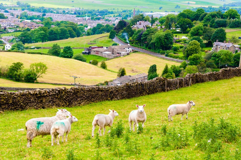 English Grazing Sheep in Countryside Stock Photo - Image of environment ...