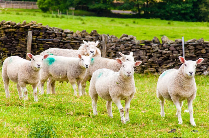 English sheep in field stock photo. Image of wool, england - 384082