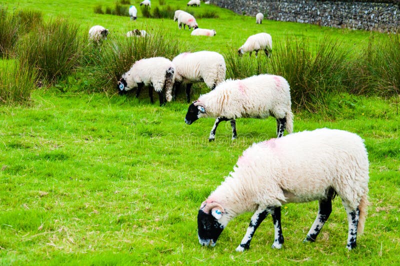 English Grazing Sheep in Countryside Stock Photo - Image of england ...