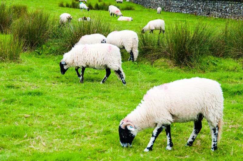 English Grazing Sheep in Countryside Stock Photo - Image of environment ...