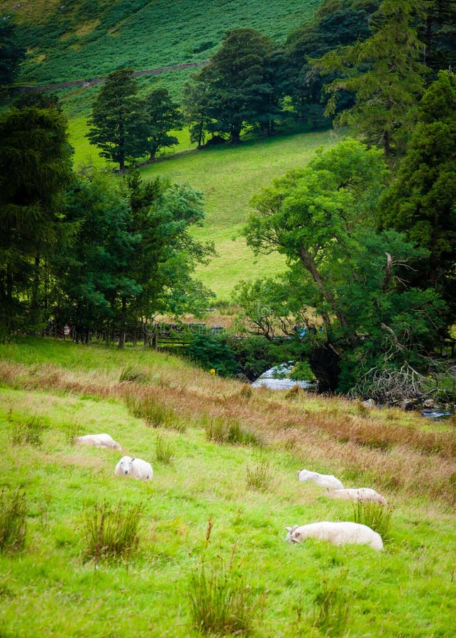English Grazing Sheep In Countryside Stock Image - Image of scenery ...