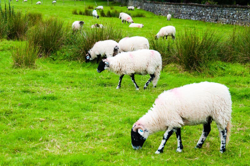 English Grazing Sheep in Countryside Stock Image - Image of cloud ...