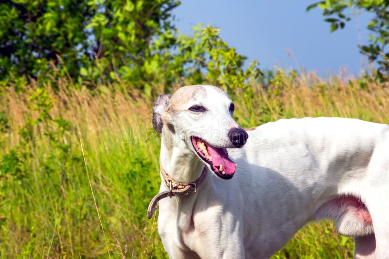 English Greyhound on a Green Meadow Stock Photo - Image of action ...