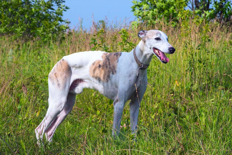 English Greyhound on a Green Meadow Stock Photo - Image of friendly ...