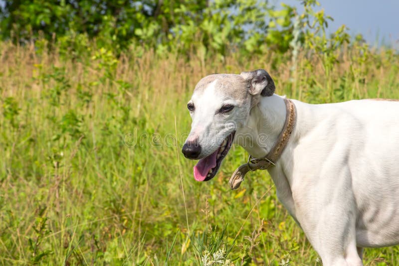 English Greyhound on a Green Meadow Stock Photo - Image of breed ...