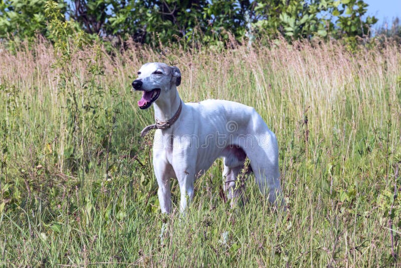 English Greyhound on a Green Meadow Stock Photo - Image of canine ...