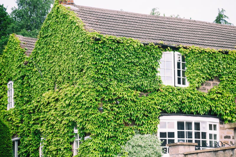 English House in Ivy. a Old House Stock Image - Image of trees, road ...