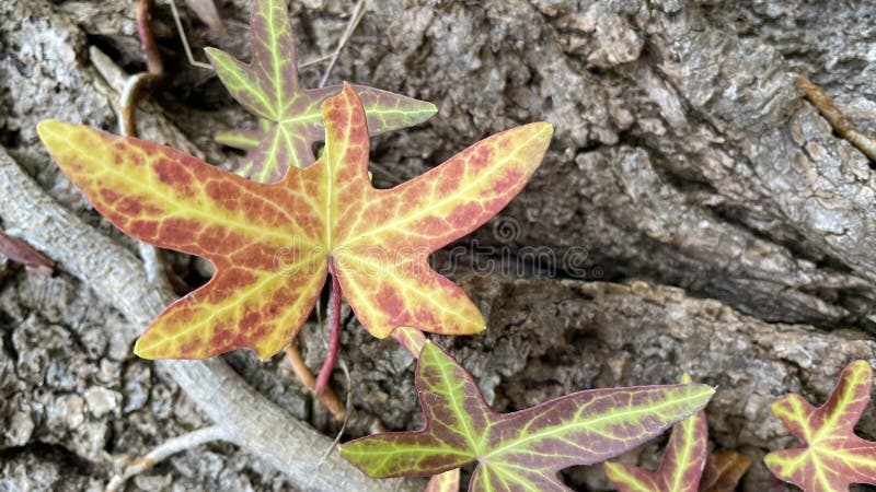 English Ivy Autumn Abstract 02 Stock Image - Image of botanical, vine ...