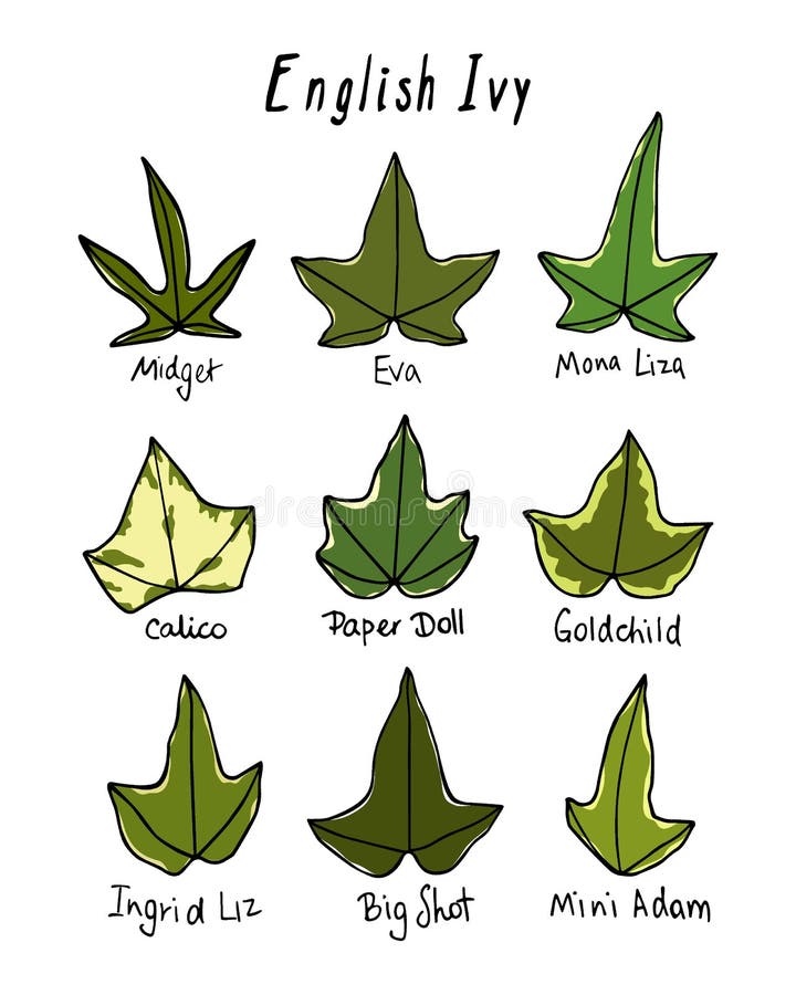 English ivy leaves stock vector. Illustration of growth - 92914797