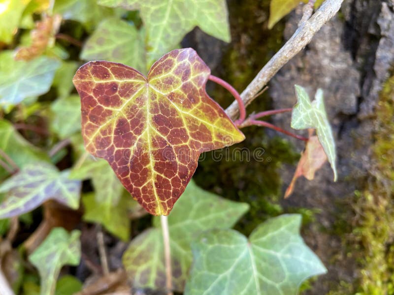 English Ivy Partial Leaf stock photo. Image of botanical - 325738124