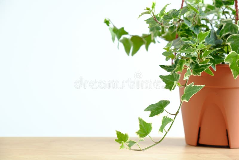 English Ivy Plant in Pot on Wood Table Stock Image - Image of wood ...