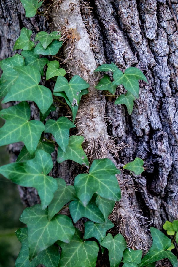 Ivy on a tree stock image. Image of floor, flora, hedera - 47006699