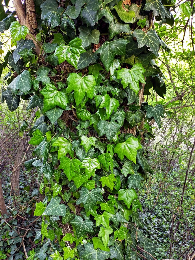 English Ivy on a Tree Trunk Stock Image - Image of evergreen, plant ...