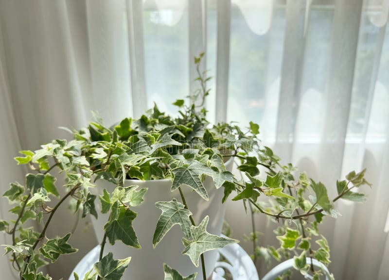 English Ivy Variegated in the White Flower Pot Stock Image - Image of ...