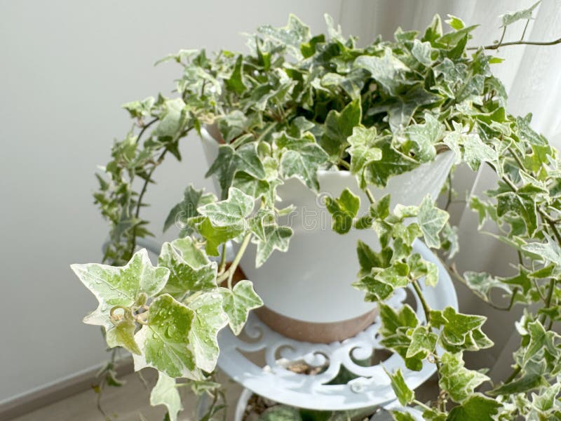 English Ivy Variegated in the White Flower Pot Stock Image - Image of ...