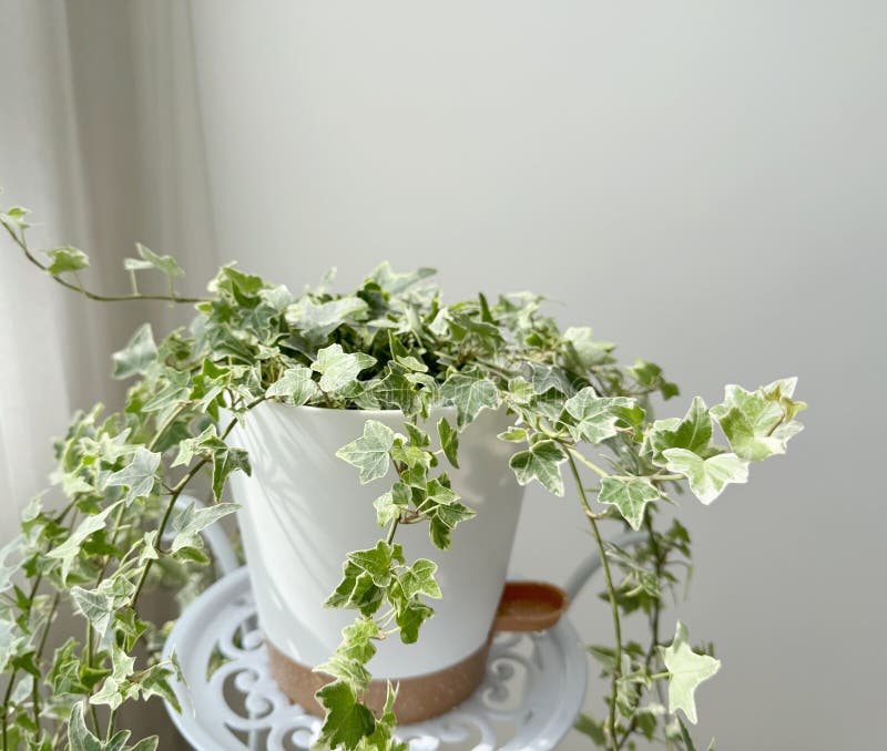 English Ivy Variegated in the White Flower Pot Stock Photo - Image of ...