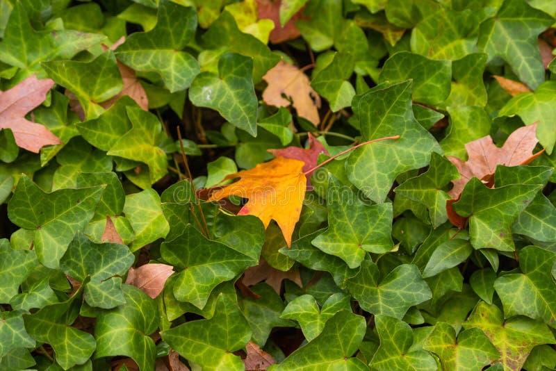 Draping Green English Ivy Background Stock Image - Image of climber ...