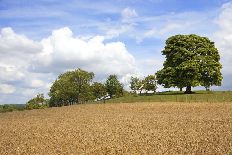 English landscape stock photo. Image of outdoors, hedgerows - 15580836