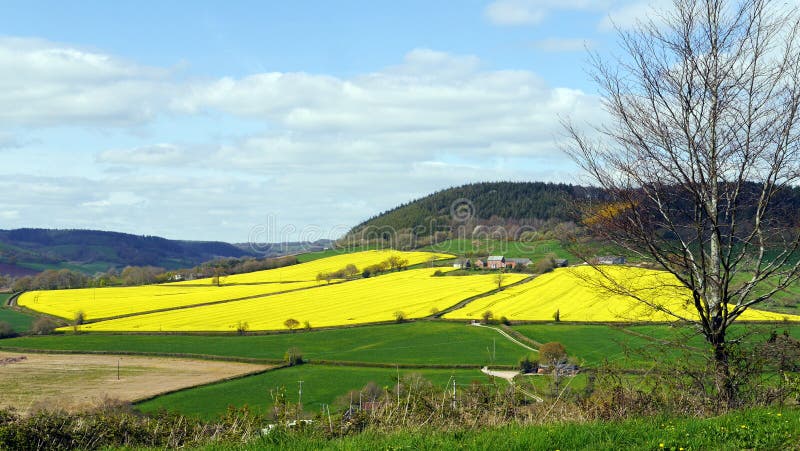 English Landscape in Spring Stock Photo - Image of crop, countryside ...
