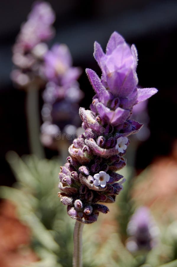 English lavender close up stock image. Image of lavender - 37889361