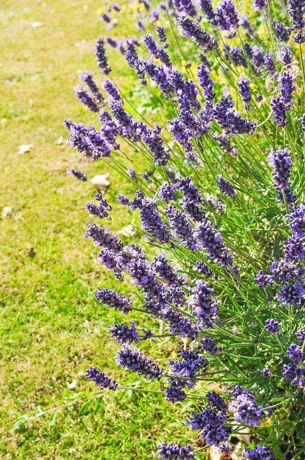 English lavender stock image. Image of garden, blue, botanical - 850977