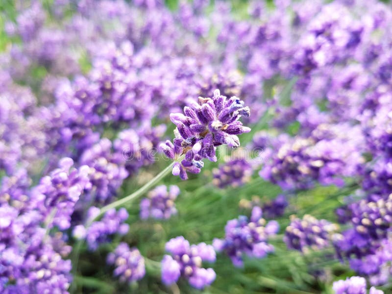 English Lavender stock image. Image of herbs, blooming - 6285143