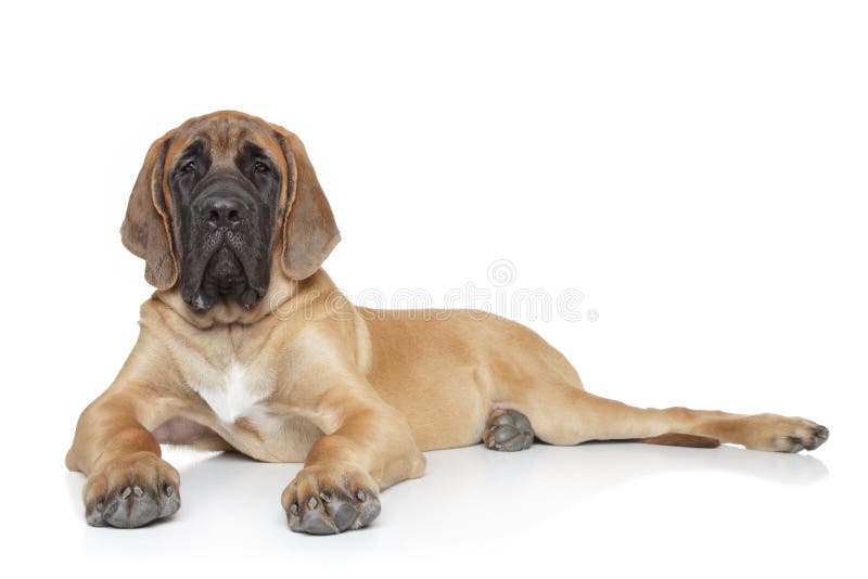 English Mastiff Dog. Side View Stock Image - Image of large, portrait ...