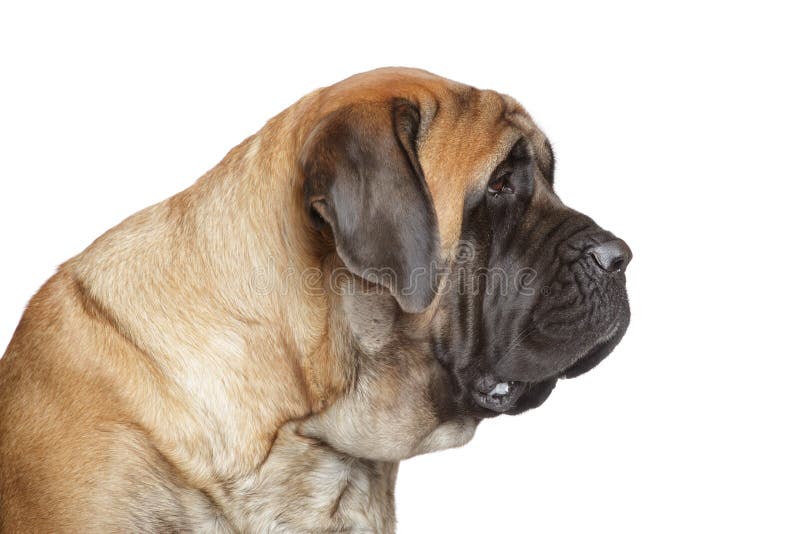 English Mastiff Dog. Side View Stock Image - Image of large, portrait ...