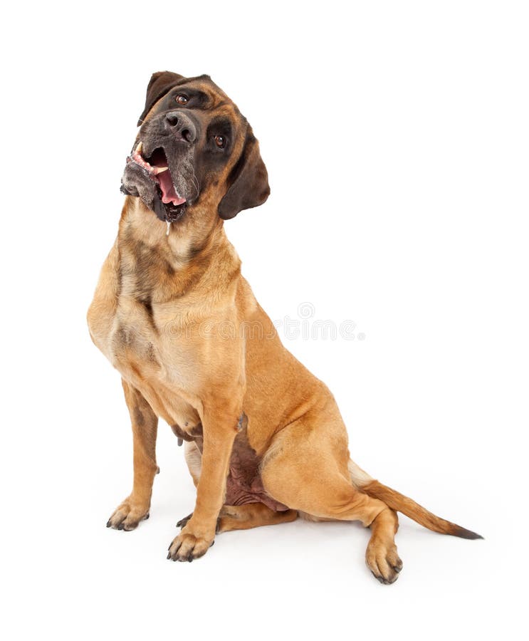 English Mastiff Dog With Tilted Head And Drool Stock Photo - Image of ...
