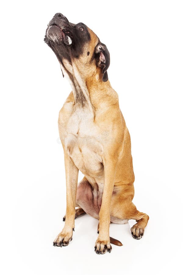 Mastiff Dog Looking Down stock image. Image of domestic - 42178585