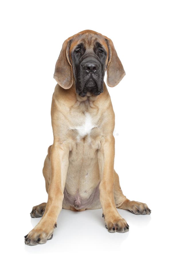English Mastiff Dog. Side View Stock Image - Image of large, portrait ...