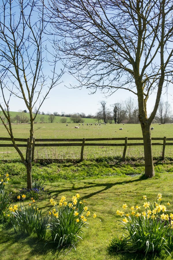 English Meadow and Sheep stock image. Image of agricultural - 53289787