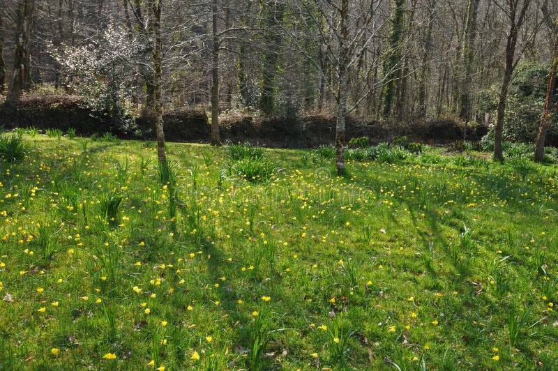 English Meadow River Wey Surrey Countryside Stock Photo - Image of ...