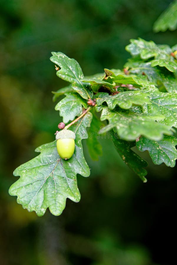 English Oak Acorns on the Tree in Autumn Stock Image - Image of autumn ...