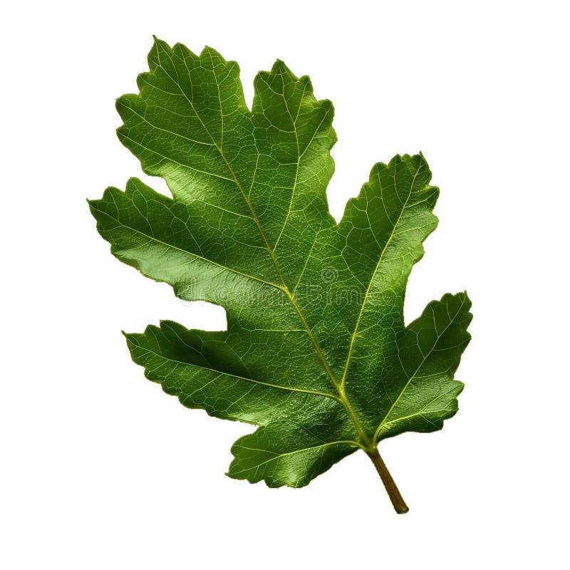 English Oak Leaf Foliage Transparent Background, Generative Ai Stock ...