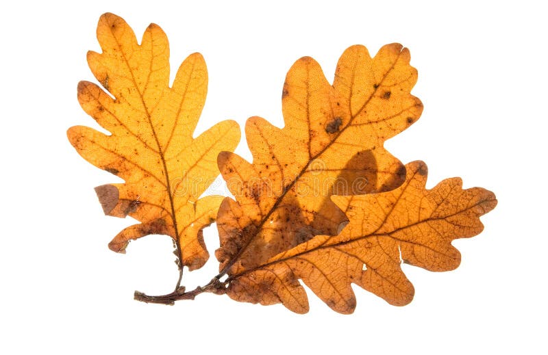 Oak Tree Leaves Fall