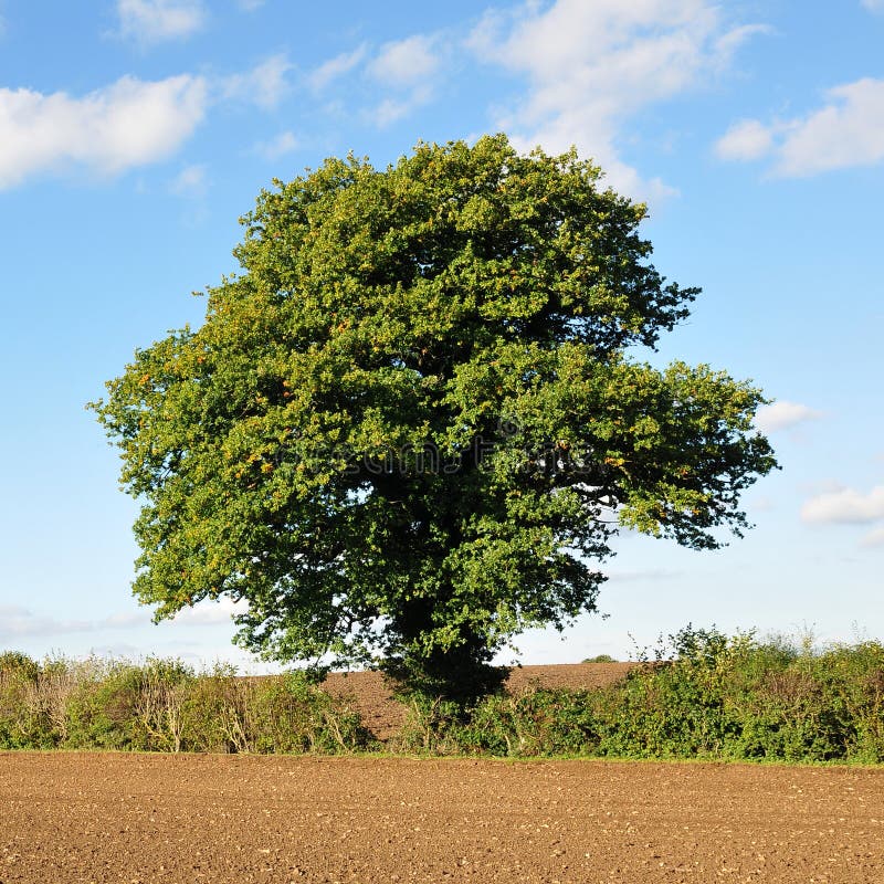 English Oak Tree stock image. Image of farmland, blue - 19660405