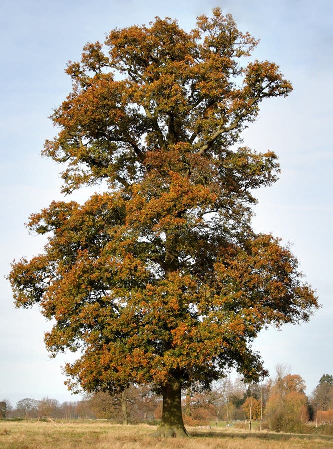 English Oak Tree stock photo. Image of nature, fall, history - 3713268