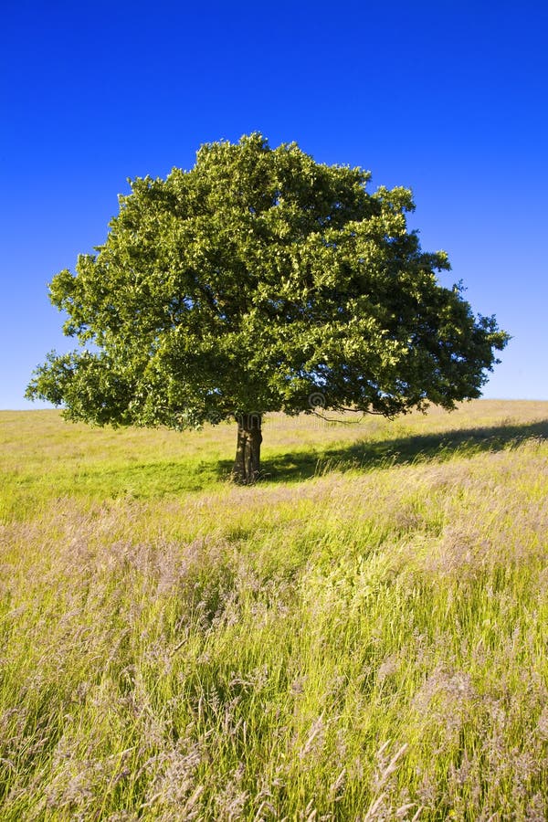 42+ English oak tree Free Stock Photos - StockFreeImages