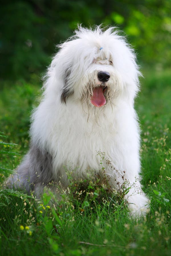 English old sheepdog stock image. Image of english, adorable - 6753277
