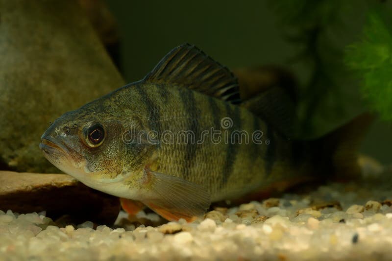 English Perch (Perca Fluviatilis) Stock Photo - Image of perch, tasty ...
