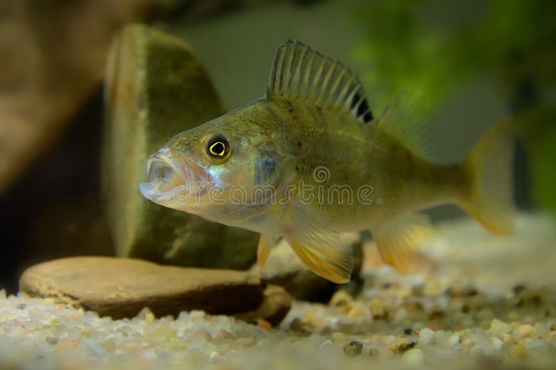 English Perch (Perca Fluviatilis) Stock Photo - Image of zoology ...